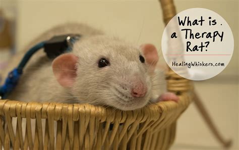 Healing Whiskers What Is A Therapy Rat