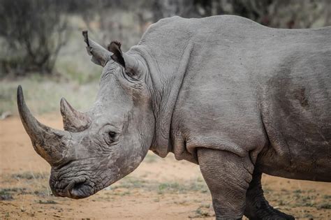 Saving Endangered Species Saving Endangered Species