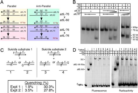 Antiparallel Alignment Is Favored For Synapsis In Excisive