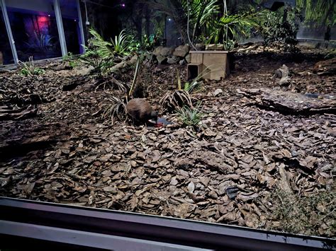 Птицы киви 311223 0238 Пикабу