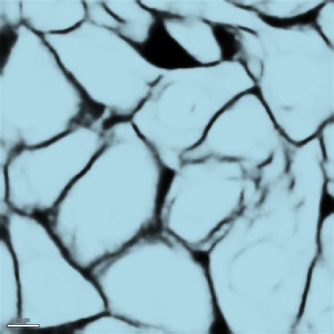 Hpa Cell Segmentation