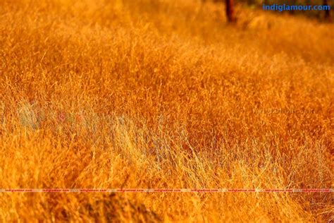 Orrisa Malayalam Movie Photos Stills Photo 247011