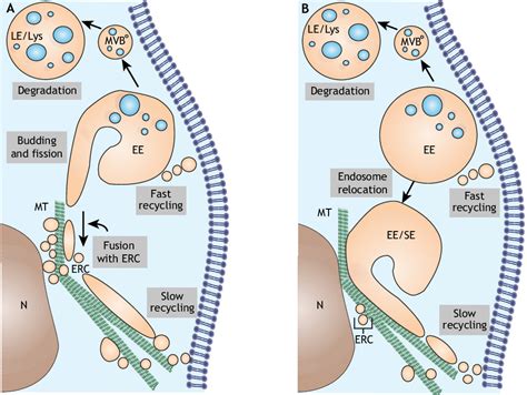 Figure 2 From The Enigmatic Endosome Sorting The Ins And Outs Of Endocytic Trafficking