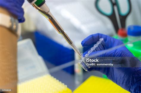 Dna 테스트를 위해 샘플을 바이알에 피펫팅하는 과학자 과학자는 Pcr에 의한 Dna 증폭 샘플을 플라스틱 Pcr 스트립 튜브에 로드합니다 생화학 전문가는 실험실 장비 및