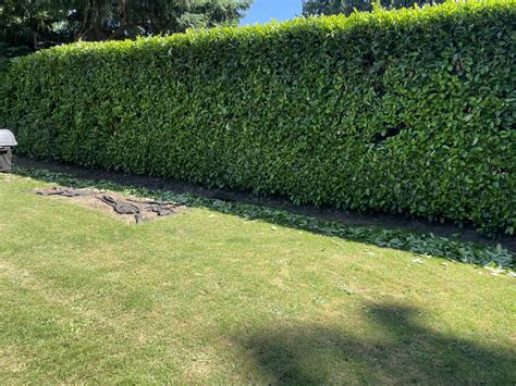 Tree Shrub Trimming Bithell Nursery Landscape