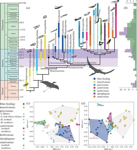 Phylogenetic And Eco Morphological Diversity Of Main Pterosaur Clades