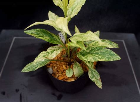 目立った傷や汚れなし山野草 斑入り植物 斑入りアキノキリンソウの落札情報詳細 ヤフオク落札価格検索 オークフリー