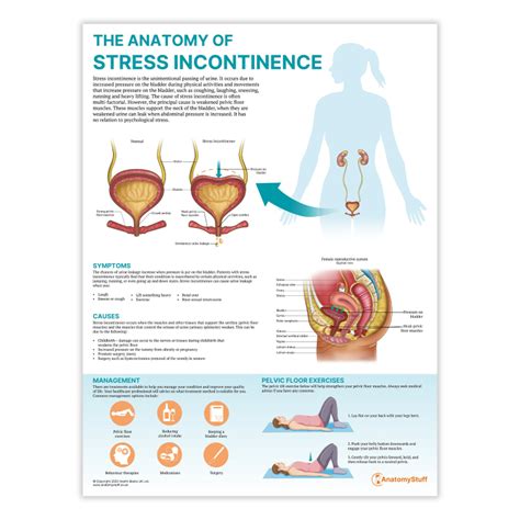 The Anatomy Of Stress Incontinence Urology Chart Anatomy Stuff