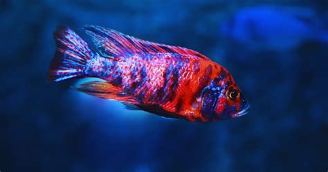 Red Peacock Mother Nature