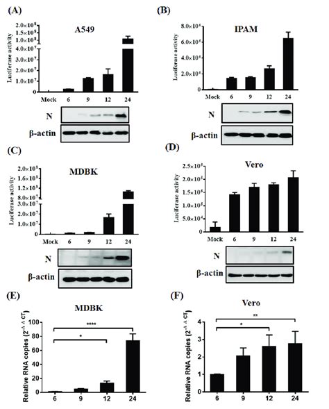 Identification Of Permissive Cell Lines A D Identification Of Download Scientific Diagram
