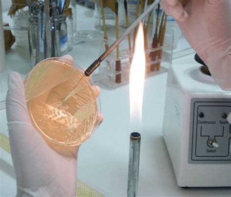 Bacteriophages And The Potential To Control Salmonella In Poultry