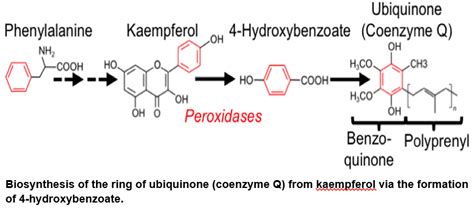 Ubiquinone Coenzyme Q Biosynthesis In Plants Free That Ring Plantae