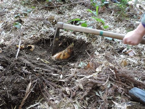泊野 観光たけのこ園 さつま町観光特産品協会