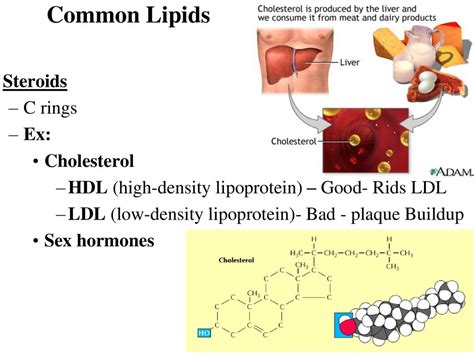 Biochemical Molecules Ppt Download