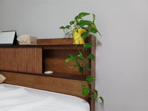 플랜테리어 뜻 키우기쉬운 식물 행잉플랜트 스킨답서스 집꾸미기 네이버 블로그