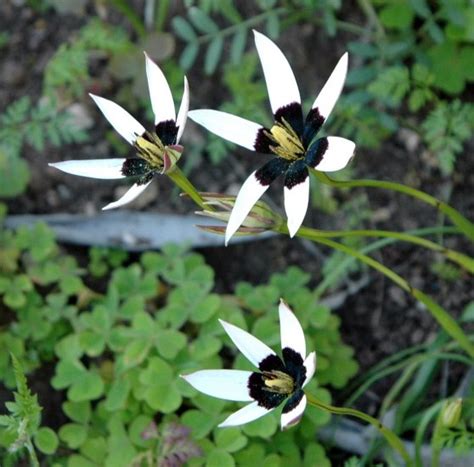 Pauridia Pacific Bulb Society