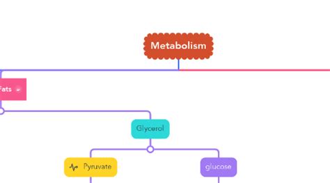 Metabolism MindMeister Mind Map