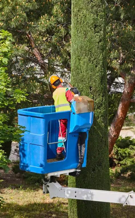 Tree Trimming Services Louisville Tree Care Louisville
