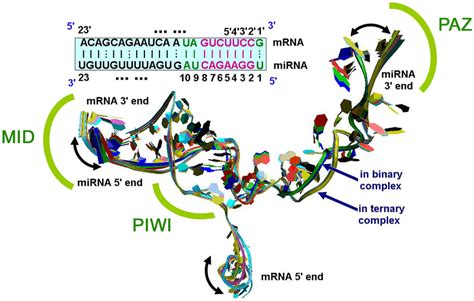 Superposition Of The Structures Of Mirna And Its Target From The Binary
