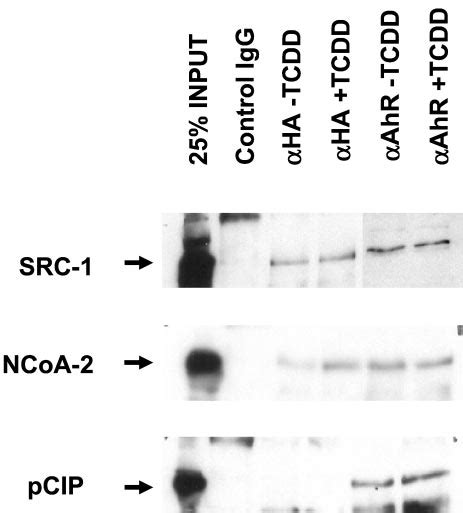 src 1 ncoa 2 and p cip function as transcriptional coactivators of