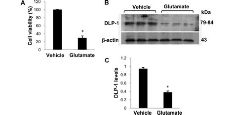 Cell Viability A And Western Blot Analysis Of Dynamin Like Protein 1 Download Scientific