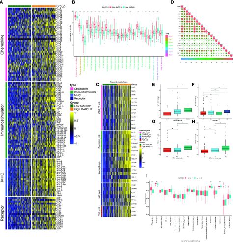 March1 Created An Infiltrated Tumor Microenvironment Tme In Luad A Download Scientific