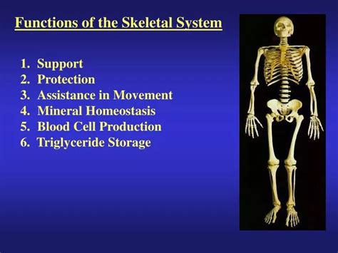 PPT Functions Of The Skeletal System PowerPoint Presentation Free Download ID