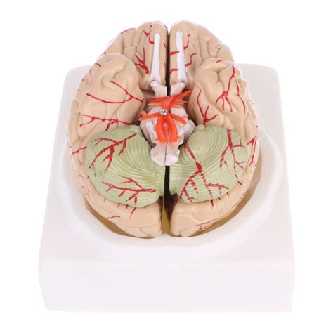 88 98 Chevy Extended Medical Anatomical Model Human Brain Anatomy