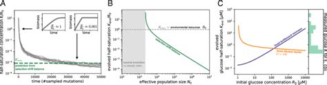 Evolution Of The Half Saturation Concentration A Half Saturation