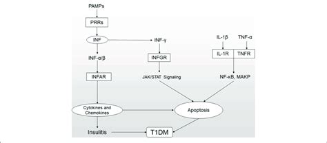 Innate Immunity Especially The Type 1 Ifn Signaling Pathway And
