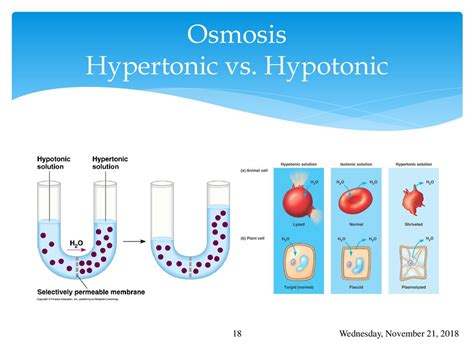 Organelles Of The Cell Movement Of Materials Into And Out Of The Cell Organelles Of The Cell Movement Of Materials Into And Out Of The Cell