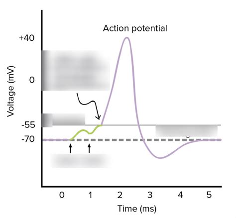 The Action Potential Diagram Quizlet