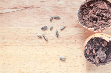 종이 냄비에 모종 몬테소리 교육 기업의 사회적 책임 환경 지속 가능한 삶 플라스틱 없음 0명에 대한 스톡 사진 및 기타 이미지 Istock