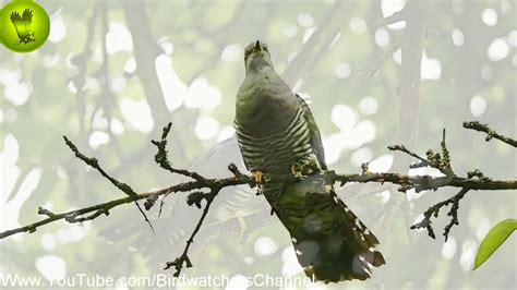 Youtube Sounds Of Cuckoo Bird