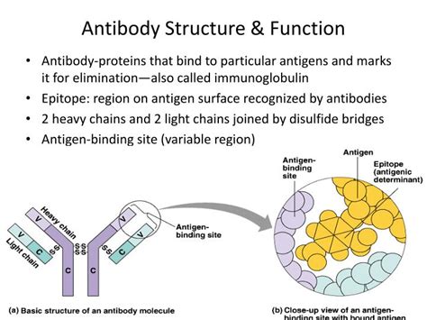 Ppt Chapter 33 Immune System Powerpoint Presentation Id1899402