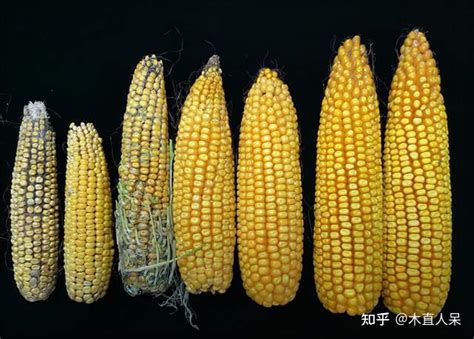 玉米主要病虫害危害与产量影响因素和品种抗性 知乎