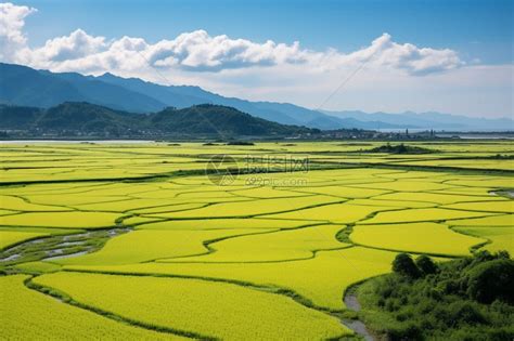 农村田地里的农作物高清图片下载 正版图片600401046 摄图网