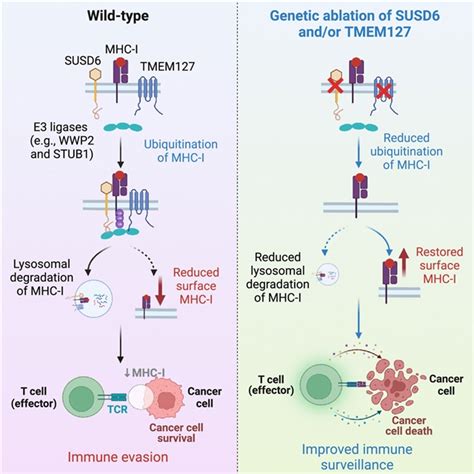 Cell癌细胞表面MHC I的首个负调控机制 每日生物评论