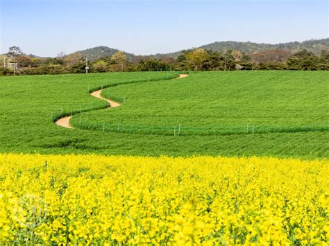 고창청보리밭축제 2025 일정·위치·입장료 총정리 고창군 봄 여행 4월 여행 가볼만한 축제