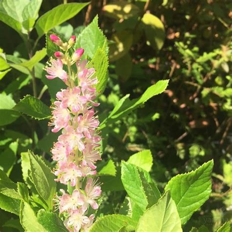 Clethra Alnifolia Ruby Spice