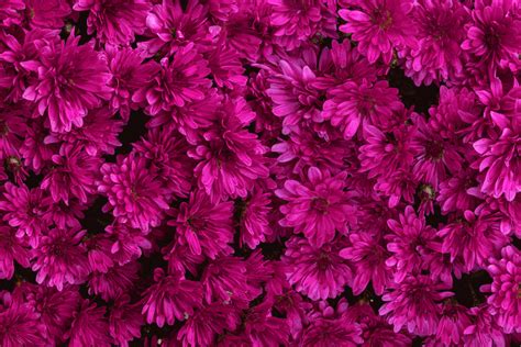 Viva Magenta Il Colore Pantone E Il Suo Significato