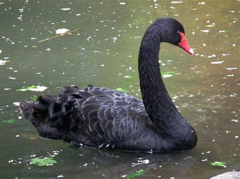 Swan Facts Types Diet Reproduction Classification Pictures