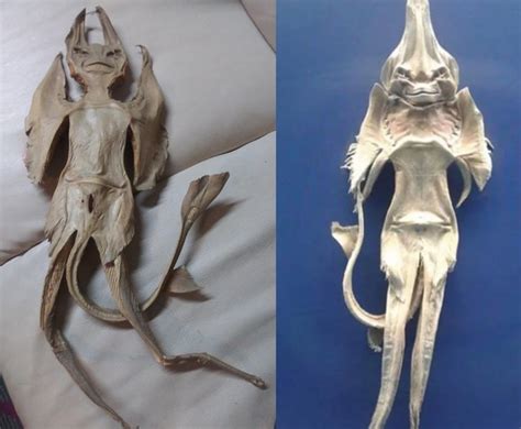 Just Found Out What A Dried Stingray Looks Like What The Hell 9gag