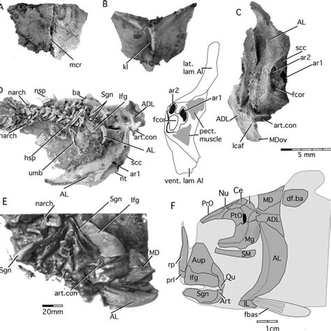 Dermal Bones Of The Head Shield In Materpiscis Attenboroughi Left Download Scientific Diagram