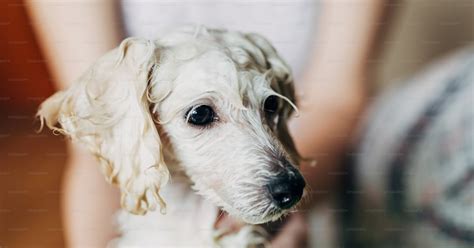 목욕을 하는 흰 난쟁이 푸들의 사랑스럽고 재미있는 강아지 선택적 초점 홈 실내 촬영 사진 Unsplash의 개 씻기 이미지