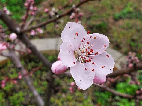 桃の花が咲き始めました 九代目七右衛門の徒然日記