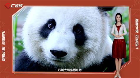 走进全球最大最完整的大熊猫栖息地——四川大熊猫栖息地｜跟着小观“云”游四川②四川在线