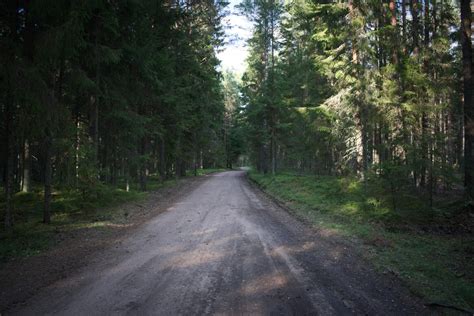 무료 이미지 나무 숲 도로 꼬리 햇빛 밀림 하부 구조 삼림지 서식지 농촌 지역 자연 환 경 대기 현상 우디 식물 비 건축물 6008x4008