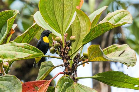 Ml148678911 Golden Chested Tanager Macaulay Library