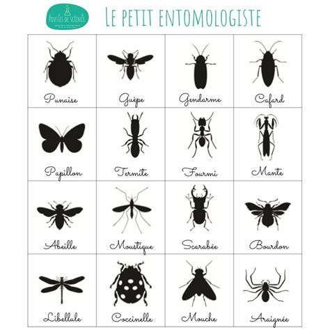 Pin On Les Animaux Bugs And Insects Insects Theme Insects